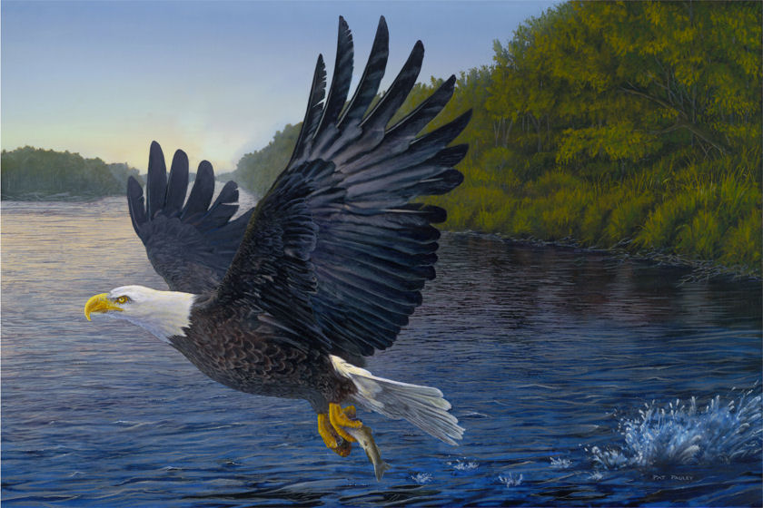 River Discovery - Eagle Reproduction Pat Pauley Wildlife Art